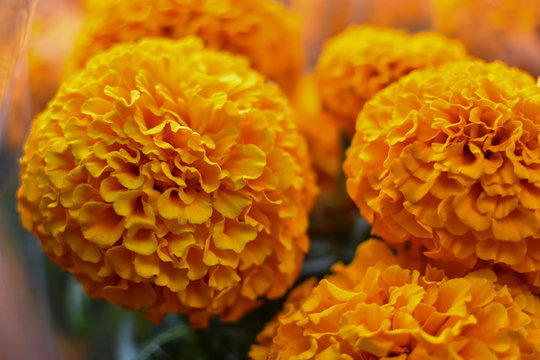 "Flor De Muertos" Images – Browse 172 Stock Photos, Vectors, and Video ...