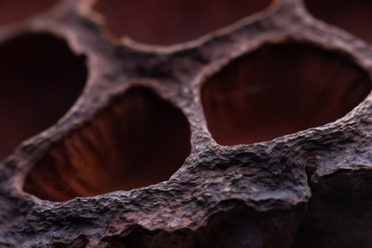 Tryptophobia Images – Browse 73 Stock Photos, Vectors, and Video ...