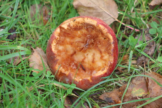 รูปภาพVerwesung – เลือกดูภาพถ่ายสต็อก เวกเตอร์ และวิดีโอ735 | Adobe Stock