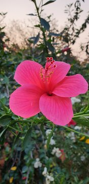 Goodell Images – Browse 6 Stock Photos, Vectors, and Video | Adobe Stock