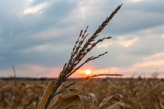 Kansas Wheat Field Images – Browse 30 Stock Photos, Vectors, and Video ...