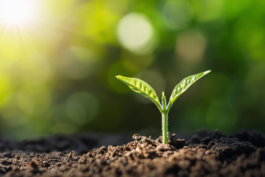 Free Plant Images – Browse 77,103 Free Stock Photos, Vectors, and Video ...