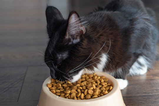 「Mei-Kun」の写真素材 | 71件の無料イラスト画像 | Adobe Stock