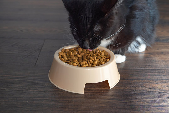 「Mei-Kun」の写真素材 | 71件の無料イラスト画像 | Adobe Stock