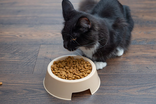 「Mei-Kun」の写真素材 | 71件の無料イラスト画像 | Adobe Stock