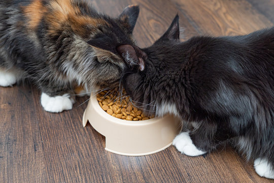 「Mei-Kun」の写真素材 | 71件の無料イラスト画像 | Adobe Stock