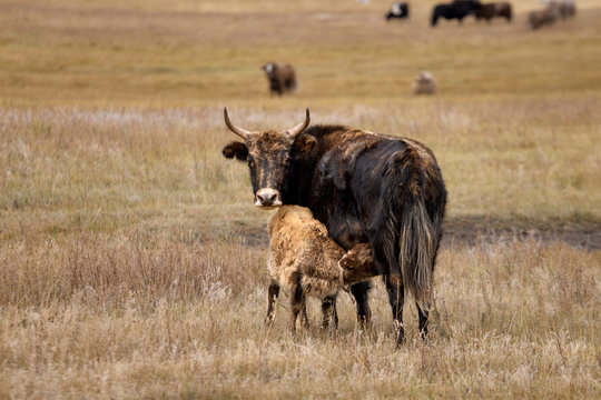 Sarlag Images – Browse 41 Stock Photos, Vectors, and Video | Adobe Stock