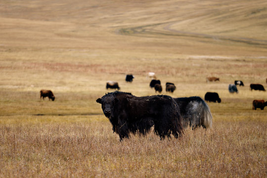 「Sarlag」の写真素材 | 43件の無料イラスト画像 | Adobe Stock
