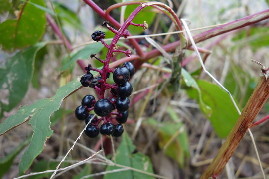 Scoke 画像 - 参照 2,383 Stock 写真、ベクターおよびビデオ | Adobe Stock