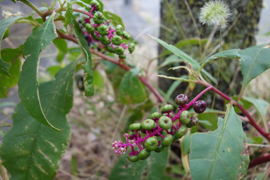 Scoke Bilder – Durchsuchen 2,395 Archivfotos, Vektorgrafiken und Videos ...