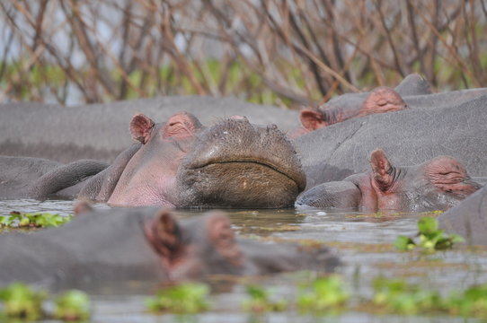 Hippopo bilder – Bläddra bland 59 stockfoton, vektorer och videor ...