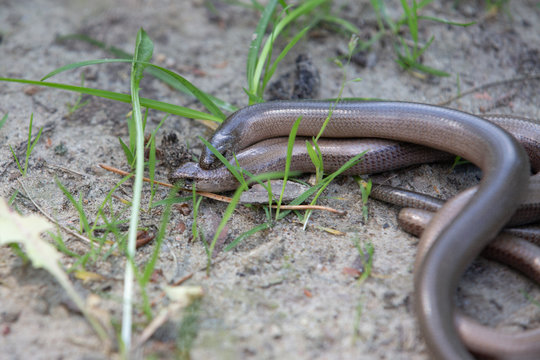 รูปภาพSkinke – เลือกดูภาพถ่ายสต็อก เวกเตอร์ และวิดีโอ568 | Adobe Stock