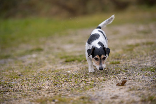 Mantrailing Images – Browse 12 Stock Photos, Vectors, and Video | Adobe ...