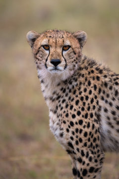 Obrázky Jagluiperd – procházejte fotografie, vektory a videa 64 | Adobe ...