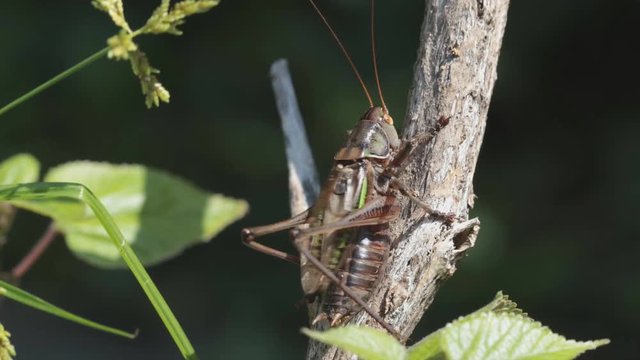 "Rainbow Milkweed Locust" Images – Browse 83 Stock Photos, Vectors, and ...