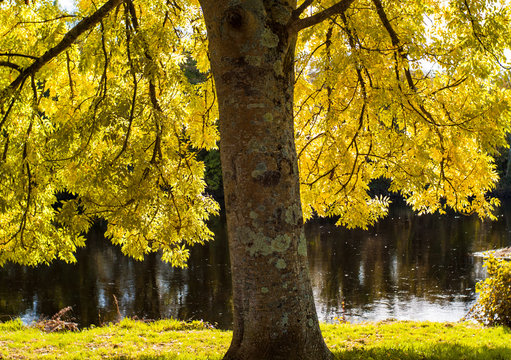 Eschenbaum Bilder – Durchsuchen 60,793 Archivfotos, Vektorgrafiken und ...