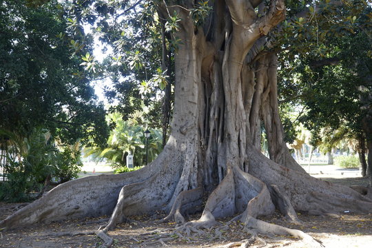 Ahuehuete Bilder – Durchsuchen 239 Archivfotos, Vektorgrafiken und ...