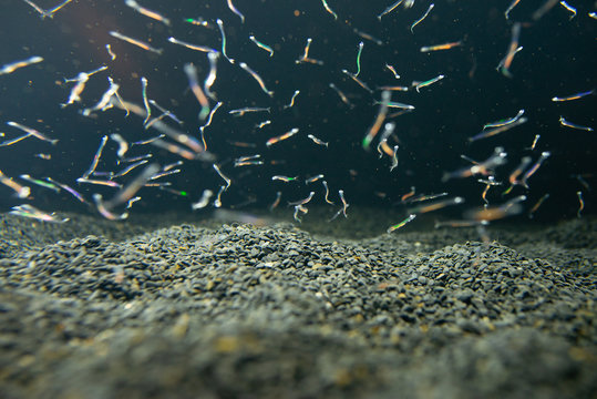 「Shirauo」の画像 - 204 件の Stock 写真、ベクターおよびビデオ | Adobe Stock