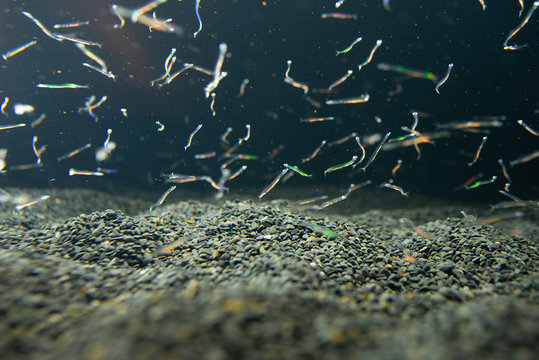 「Shirauo」の画像 - 209 件の Stock 写真、ベクターおよびビデオ | Adobe Stock