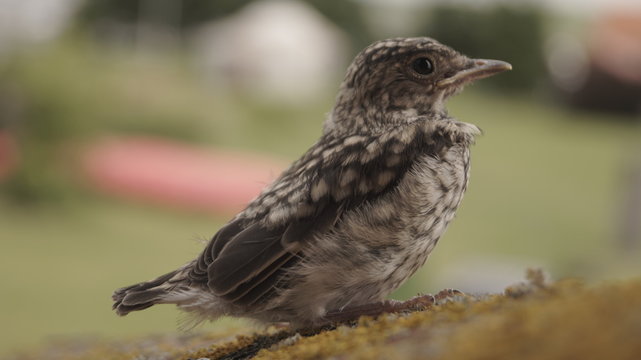 Podlot Images – Browse 56 Stock Photos, Vectors, and Video | Adobe Stock