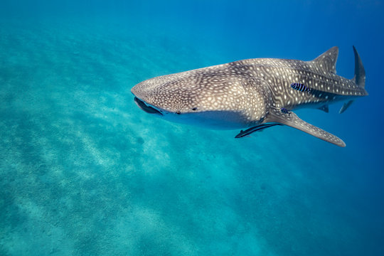 Butanding Images – Browse 6,637 Stock Photos, Vectors, and Video ...