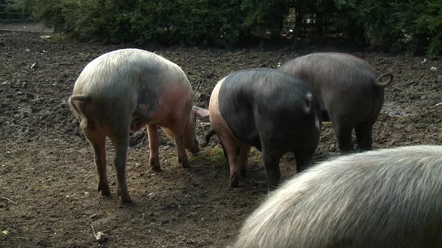 "Pig Sty"-Bilder: Stock-Fotos & -Videos. | Adobe Stock