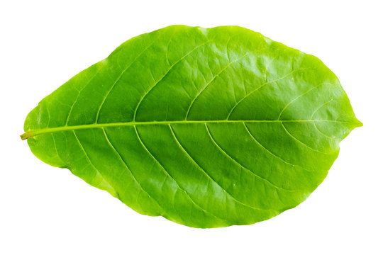 Indian Almond Leaves