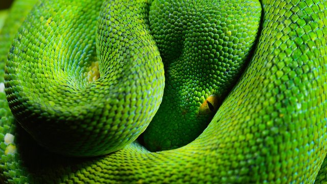 Obrázky Python – procházejte fotografie, vektory a videa 78,375 | Adobe ...