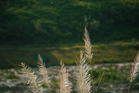 159 件の最適な Kashful 画像、ストック写真、ベクター | Adobe Stock