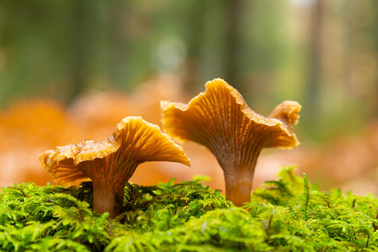 "Winter Mushrooms" Images – Browse 655 Stock Photos, Vectors, and Video ...