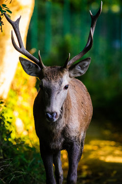 Brocard-Bilder: Stock-Fotos & -Videos. | Adobe Stock