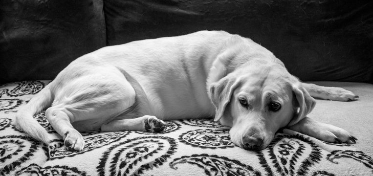 รูปภาพMisha – เลือกดูภาพถ่ายสต็อก เวกเตอร์ และวิดีโอ90 | Adobe Stock