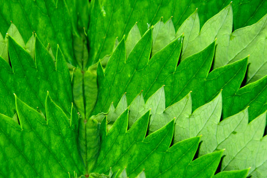 "Serrated Leaf" Images – Browse 158 Stock Photos, Vectors, and Video ...