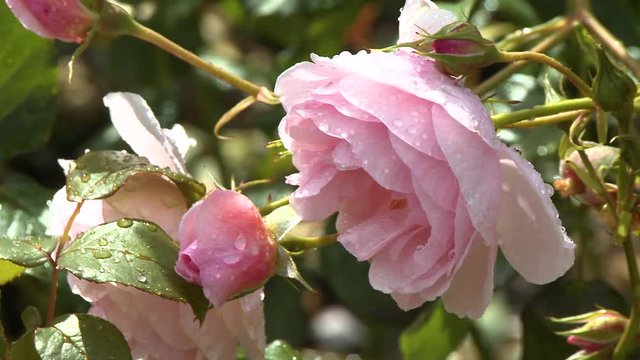 Pink Rose And Ivy Images – Browse 3,722 Stock Photos, Vectors, and ...