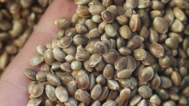 Hemp Images – Browse 2,486 Stock Photos, Vectors, and Video | Adobe Stock