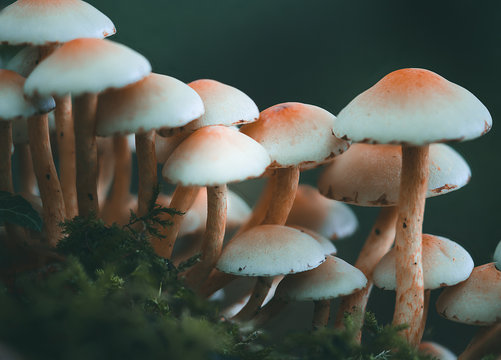 55,980 BEST Pilz IMAGES, STOCK PHOTOS & VECTORS | Adobe Stock