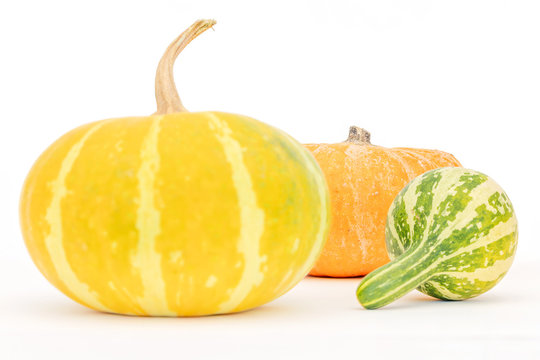 "Warty Pumpkin" Images – Browse 298 Stock Photos, Vectors, and Video ...