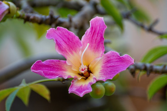 Frower 画像 - 参照 540 Stock 写真、ベクターおよびビデオ | Adobe Stock