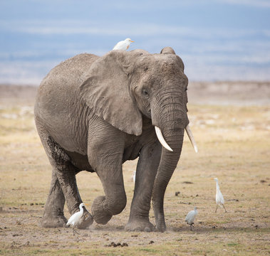 รูปภาพHauer – เลือกดูภาพถ่ายสต็อก เวกเตอร์ และวิดีโอ6,146 | Adobe Stock