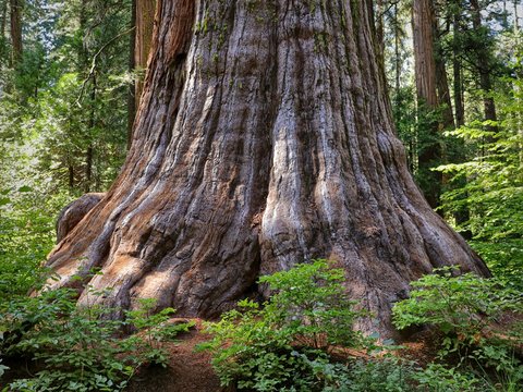 Sekwoja Images – Browse 55 Stock Photos, Vectors, and Video | Adobe Stock