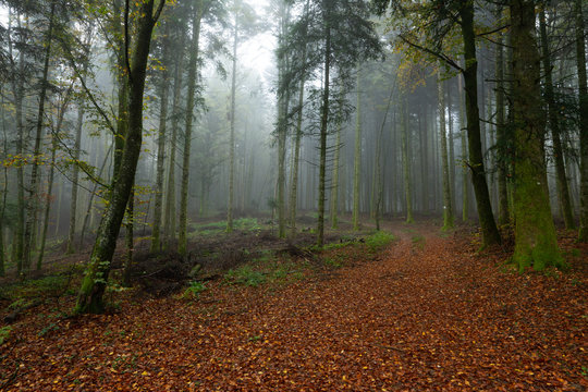 "Chemin Forestier" Images – Browse 530 Stock Photos, Vectors, and Video ...