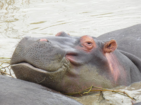 Pachiderma Bilder – Durchsuchen 820 Archivfotos, Vektorgrafiken und ...