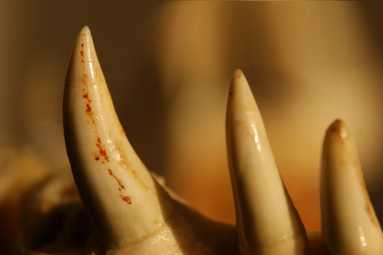 "Sharp Teeth" Images – Browse 3,830 Stock Photos, Vectors, and Video ...