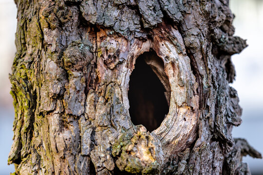 Astloch bilder – Bläddra bland 3,785 stockfoton, vektorer och videor ...