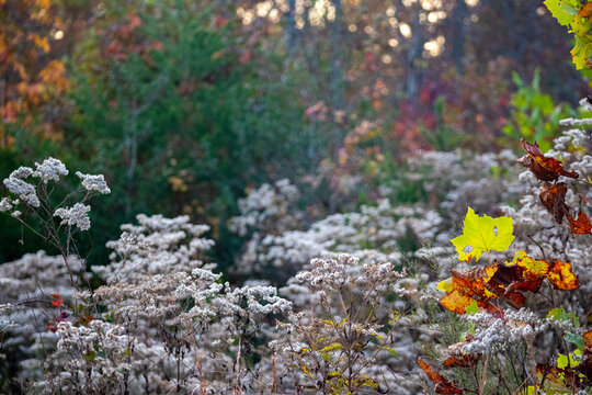 Wildernes Bilder – Durchsuchen 2,548 Archivfotos, Vektorgrafiken und ...