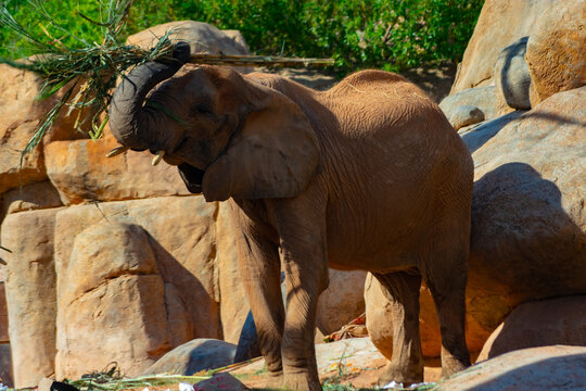 รูปภาพProboscidea – เลือกดูภาพถ่ายสต็อก เวกเตอร์ และวิดีโอ6,935 | Adobe ...