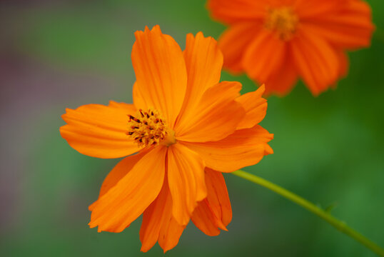 Ralph Petty photos, images, assets | Adobe Stock