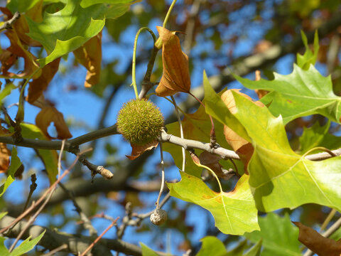 รูปภาพPlatan – เลือกดูภาพถ่ายสต็อก เวกเตอร์ และวิดีโอ1,543 | Adobe Stock