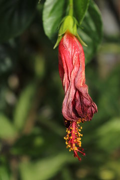 Naciendo Images – Browse 161 Stock Photos, Vectors, and Video | Adobe Stock