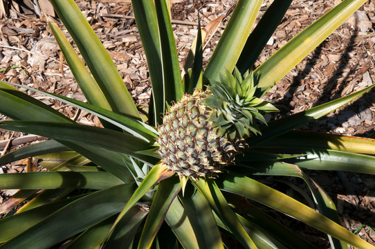 DIE 969 BESTEN BILDER, STOCK-FOTOS UND -VEKTORGRAFIKEN ZU „Ananasstaude ...